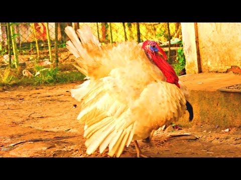 Wild Indian Turkey - Kerala, India - YouTube