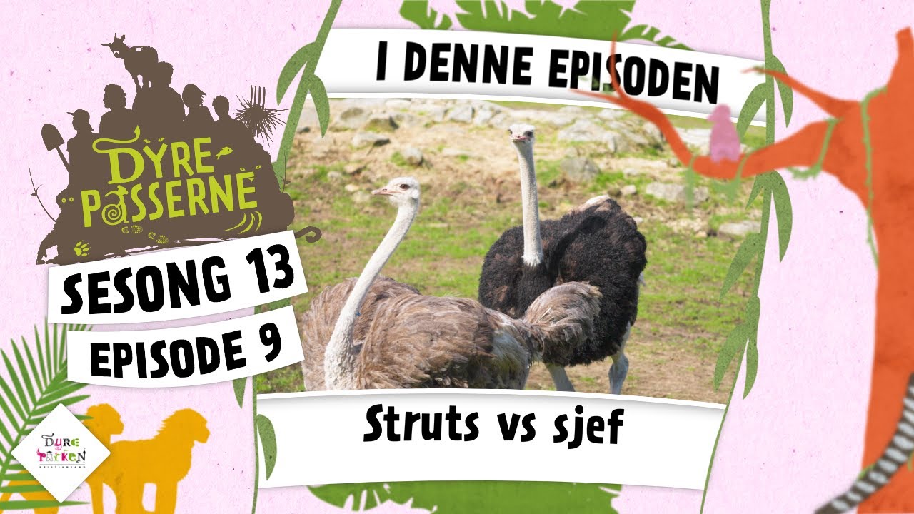STRUTS VS SJEF | Dyrepasserne 2024 - YouTube