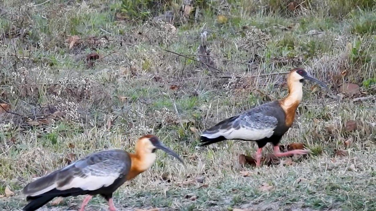 3 species of Brazilian Birds: Prairie Ibis: Green Ibis, Buff-necked ...
