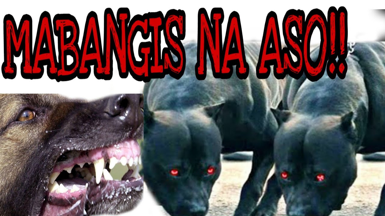 10 MABANGIS NA ASO SA BUONG MUNDO | DANGEROUS DOGS IN THE WORLD - YouTube
