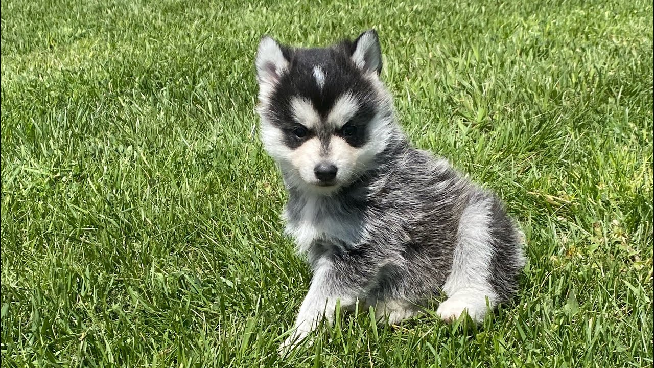 Cute Little Pomsky Puppies Looking For A Home - YouTube