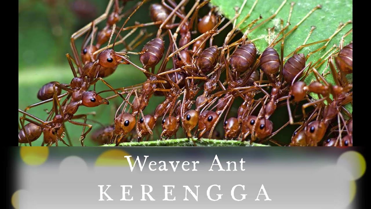 KERENGGA: Weaver Ant : Bikin sarang - YouTube