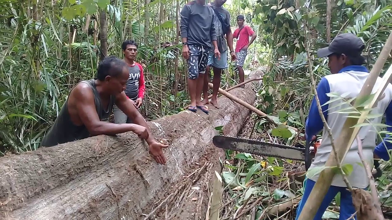 Tebang pohon - YouTube