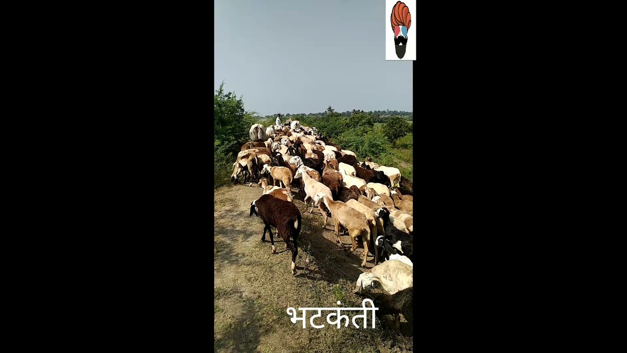 Village life/ Village Cow/Sheeps chaklamba ( Maharashtra) Beed. - YouTube