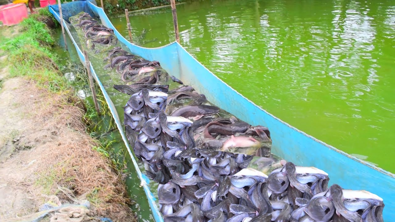 Amazing Big Hybrid Magur Catching || Hybrid Magur Fish Farming Business ...