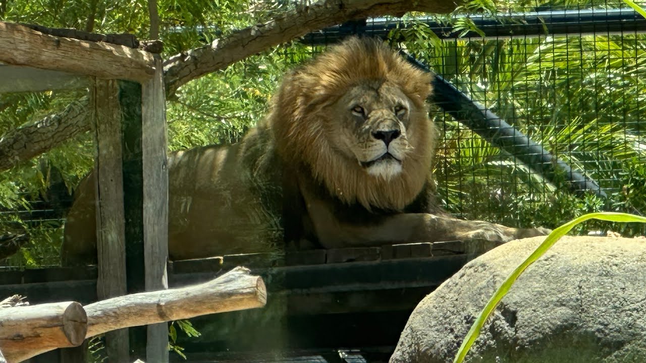 Perth Zoo Western Australia - YouTube