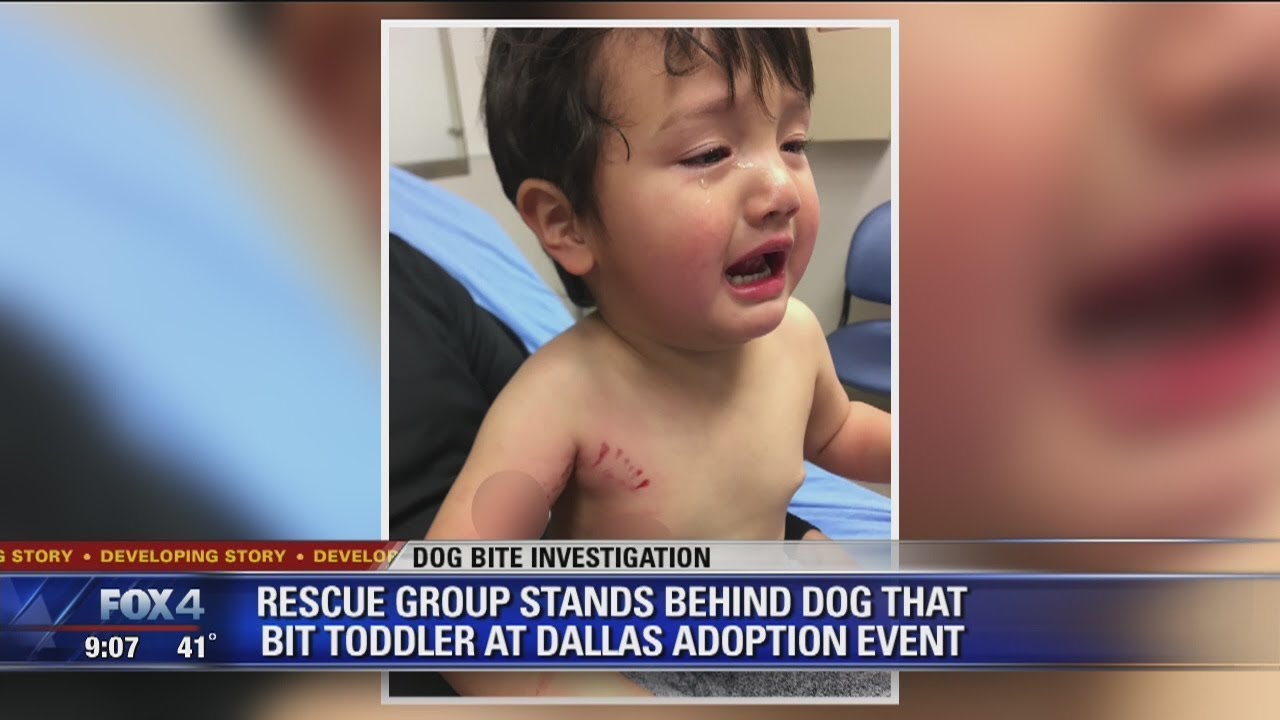Dallas rescue group stands behind dog that bit toddler at adoption ...
