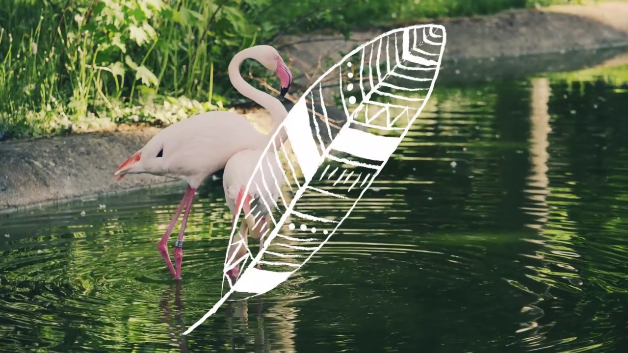 The Best Relaxing Animals/Meditation-Calmmusic - YouTube