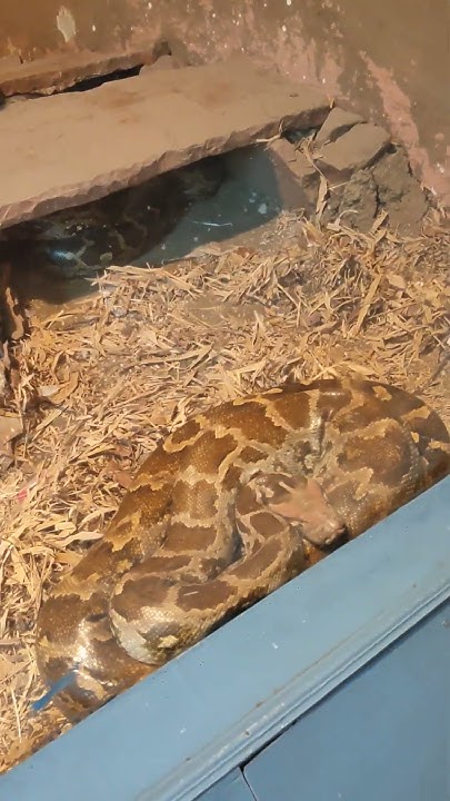 भारतीय अजगर | Indian rock python - YouTube
