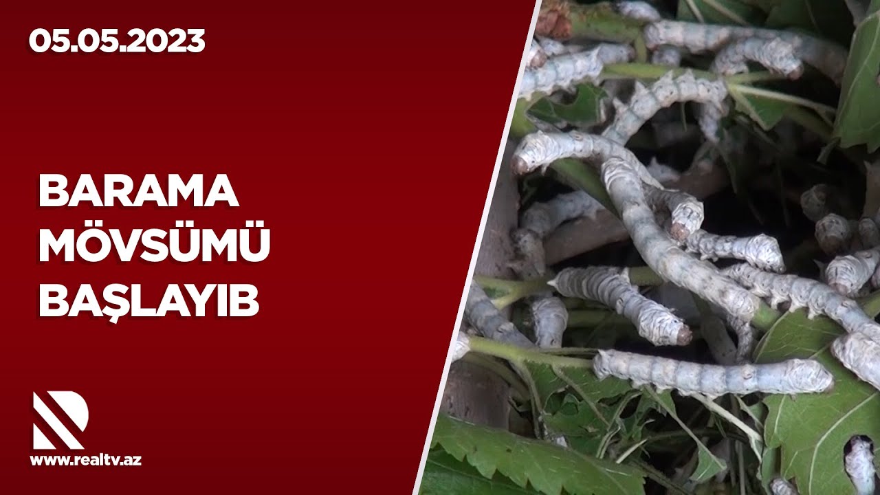 Barama mövsümü başlayıb - Ağcabədidə kümçülərə 700 qutu ipəkqurdu ...