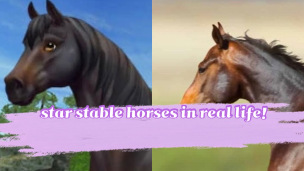 ||Star stable horses in real life!|| ~akhal teke, fjord horse and more ...