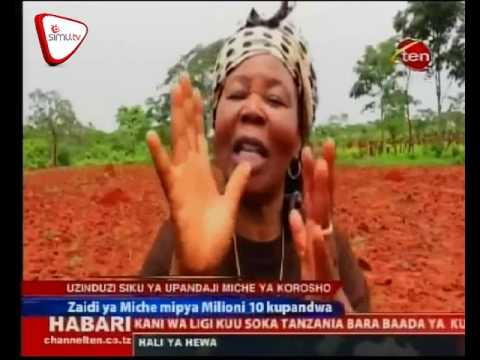 Upandaji Wa Miche Ya Mikorosho - YouTube