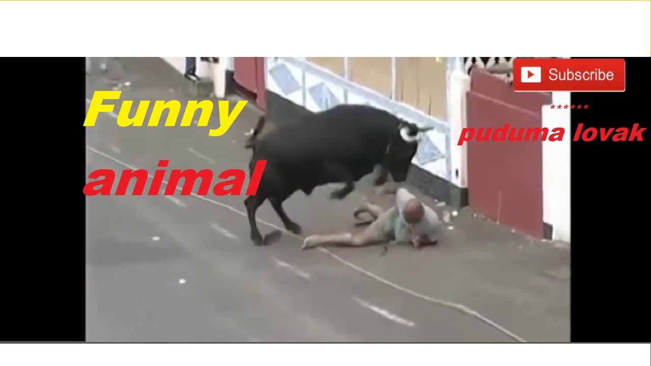 Best funny videos bullfighting festival funny,bull funny,puduma lovak ...