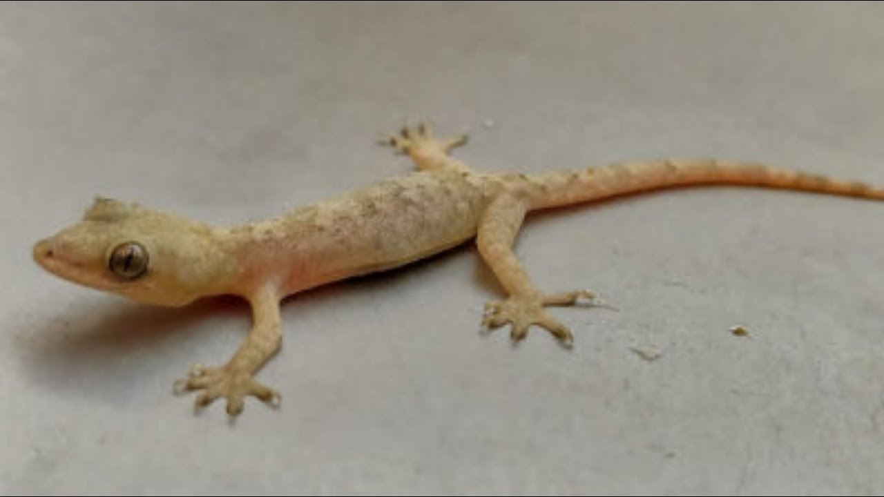My Room Partner Chipkali- The Lizard || Sumiran Bhardwaj - YouTube