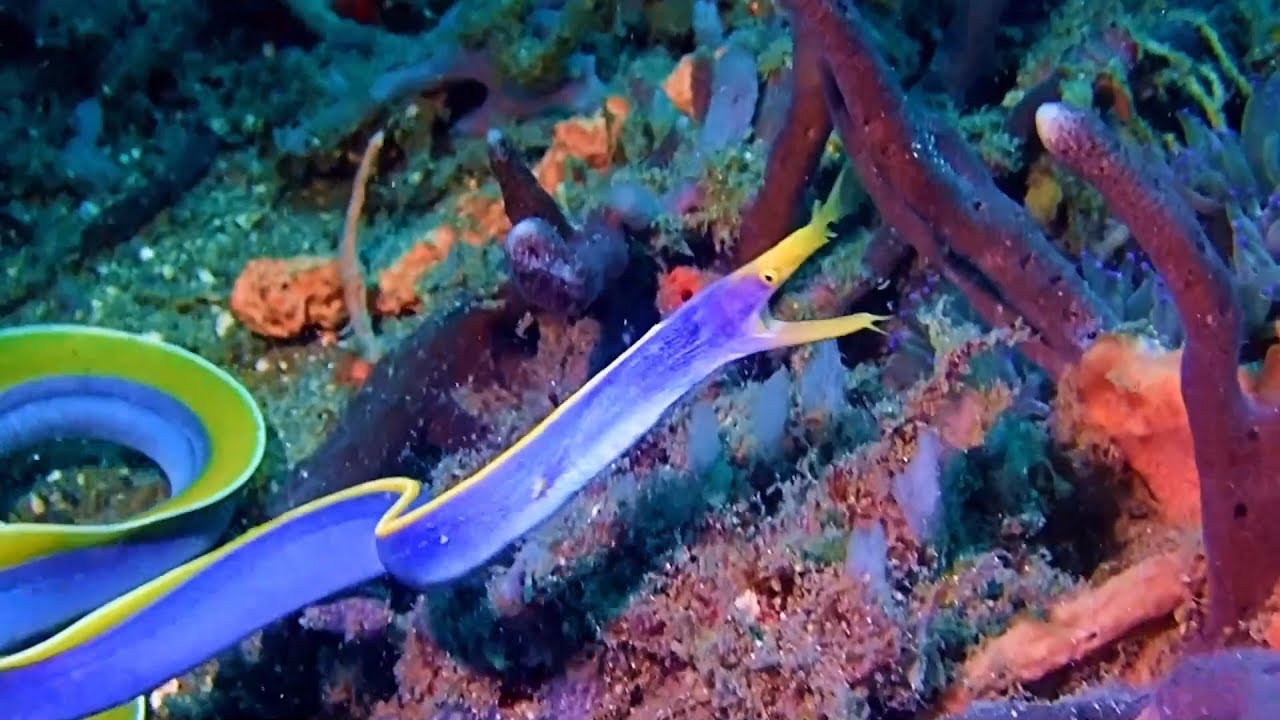Lembeh Muck Diving Weird, Ugly Wonderful Critters Highlights 1 - 2nd ...
