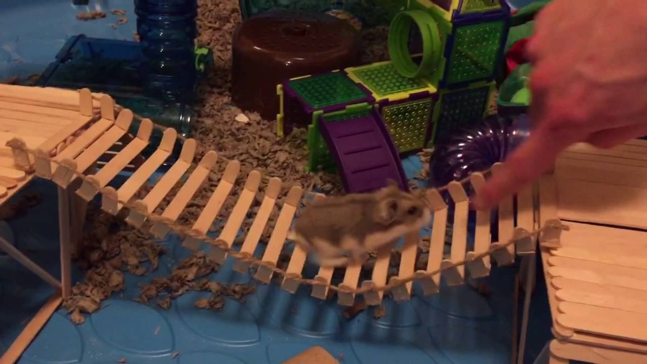 Cute Hamster Following the Leader - YouTube