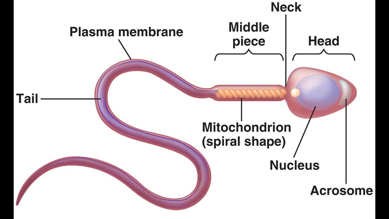 Structure of sperm cell. Cell biology. - YouTube