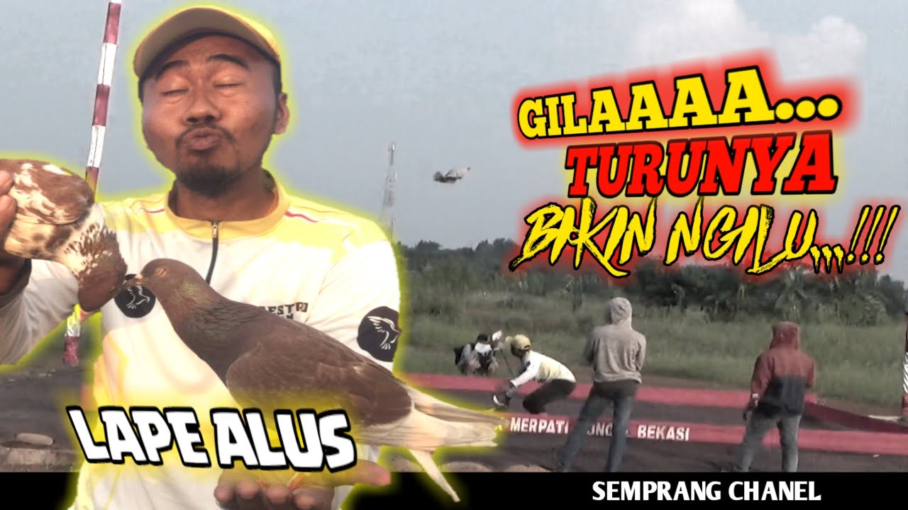 GILAAA!! MERPATI LAPE ALUS TURUNYA BIKIN NGILU || LOMBA MERPATI KOLONG ...