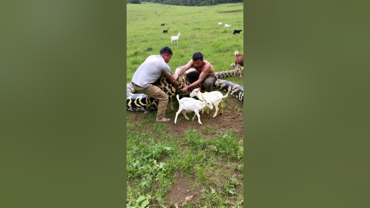 Two people try to rescue baby goats from giant python - YouTube