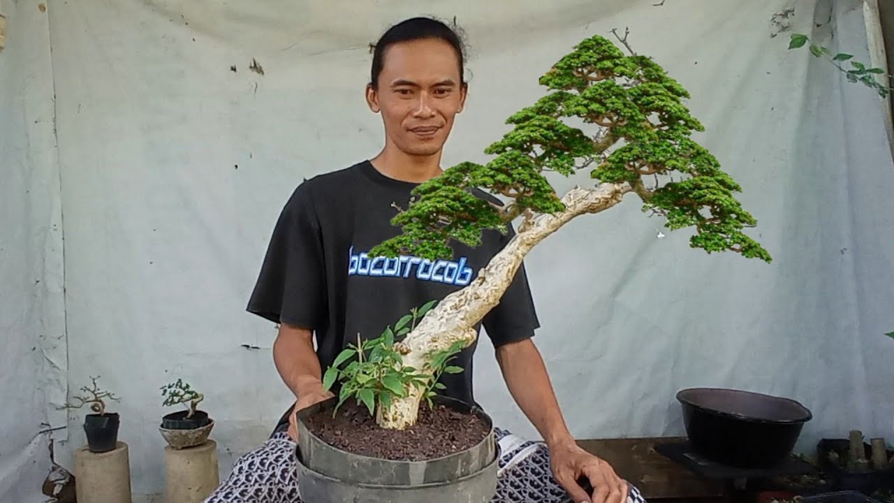 bonsai dari alam! awalnya hanya tanaman liar kini banyak yg ngincar ...