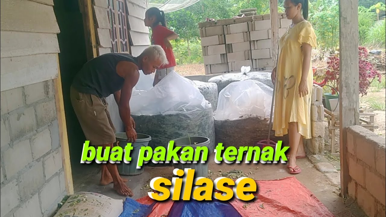 cara membuat pakan ternak silase menggunakan plastik - YouTube