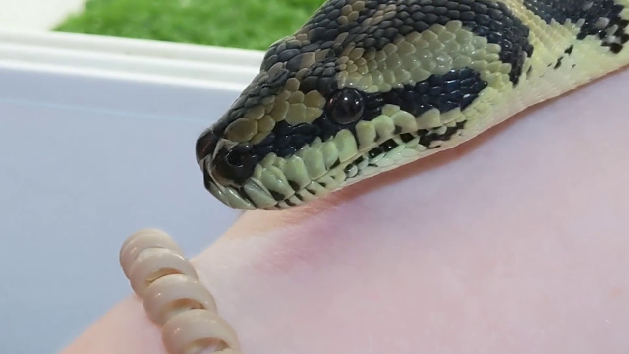 Meet my snake, Girlfriend - YouTube