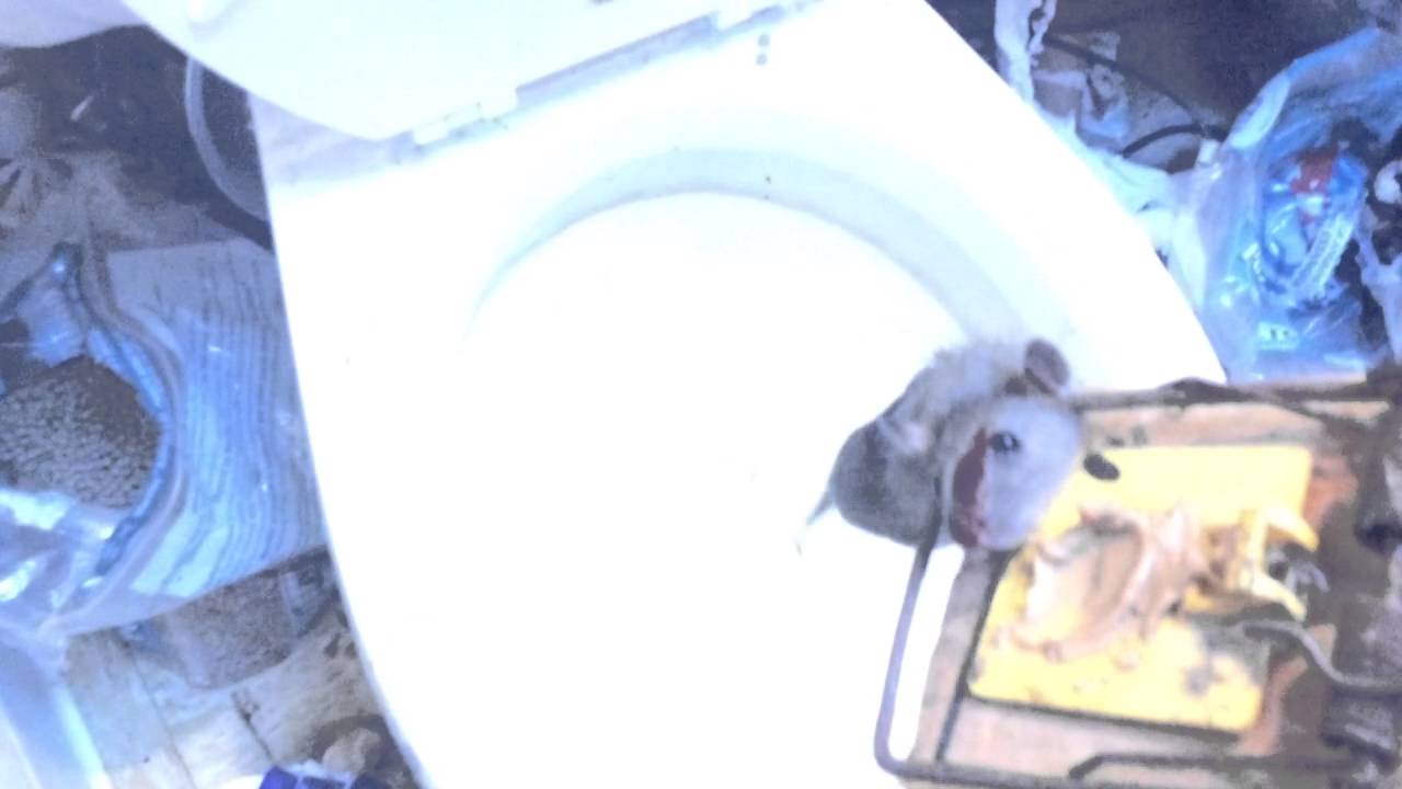 The proper way to dispose of a RAT - YouTube