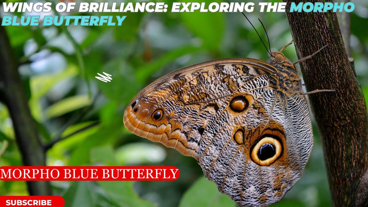 Azure Enchantment: The Splendor of the Morpho Blue Butterfly[Video ...