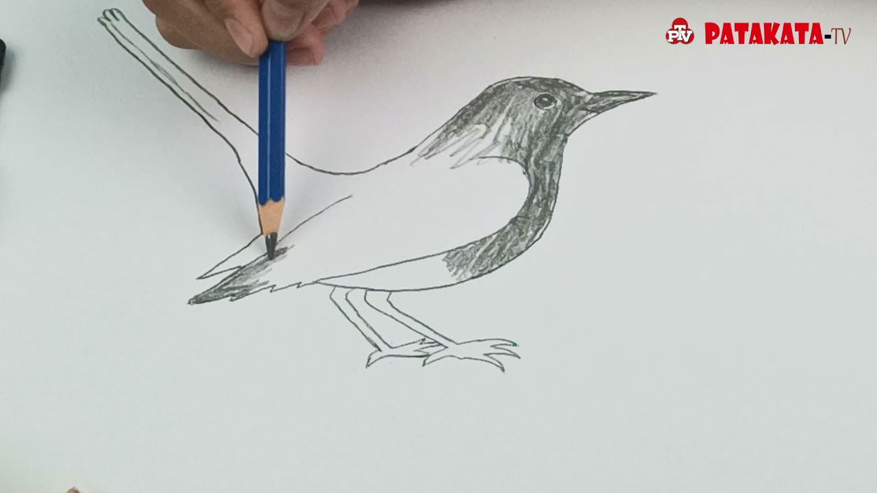 How to draw Magpie step by step | How to draw Magpie bird Doel pakhi ...