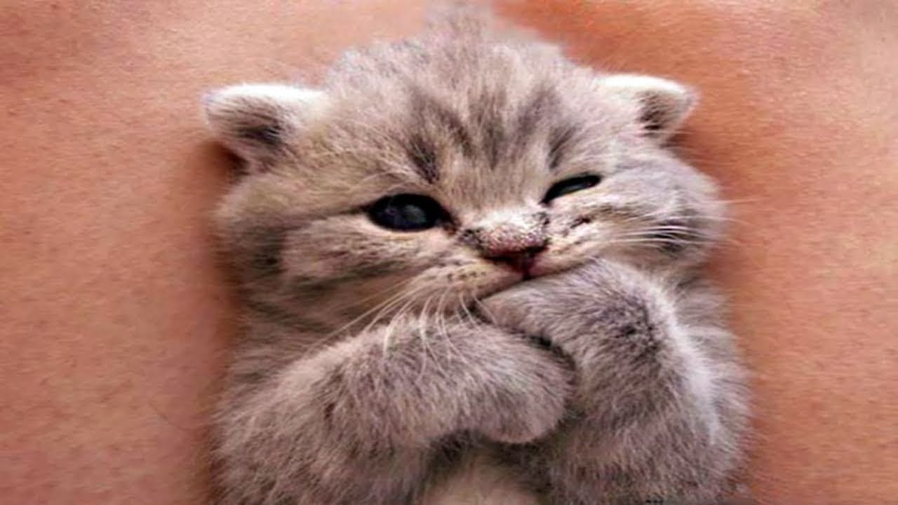 Cat Meow Meow Meow - Happy Cats Meowing - Meowing Cat Videos - Cats ...
