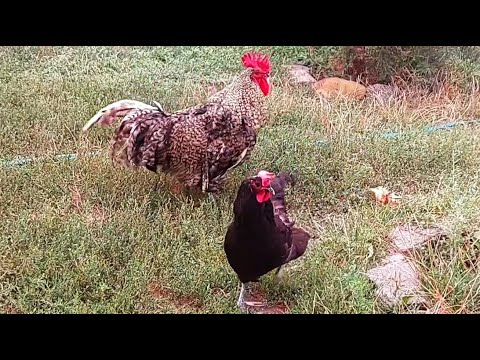 Experienced roosters show the young how to behave with a chicken. - YouTube