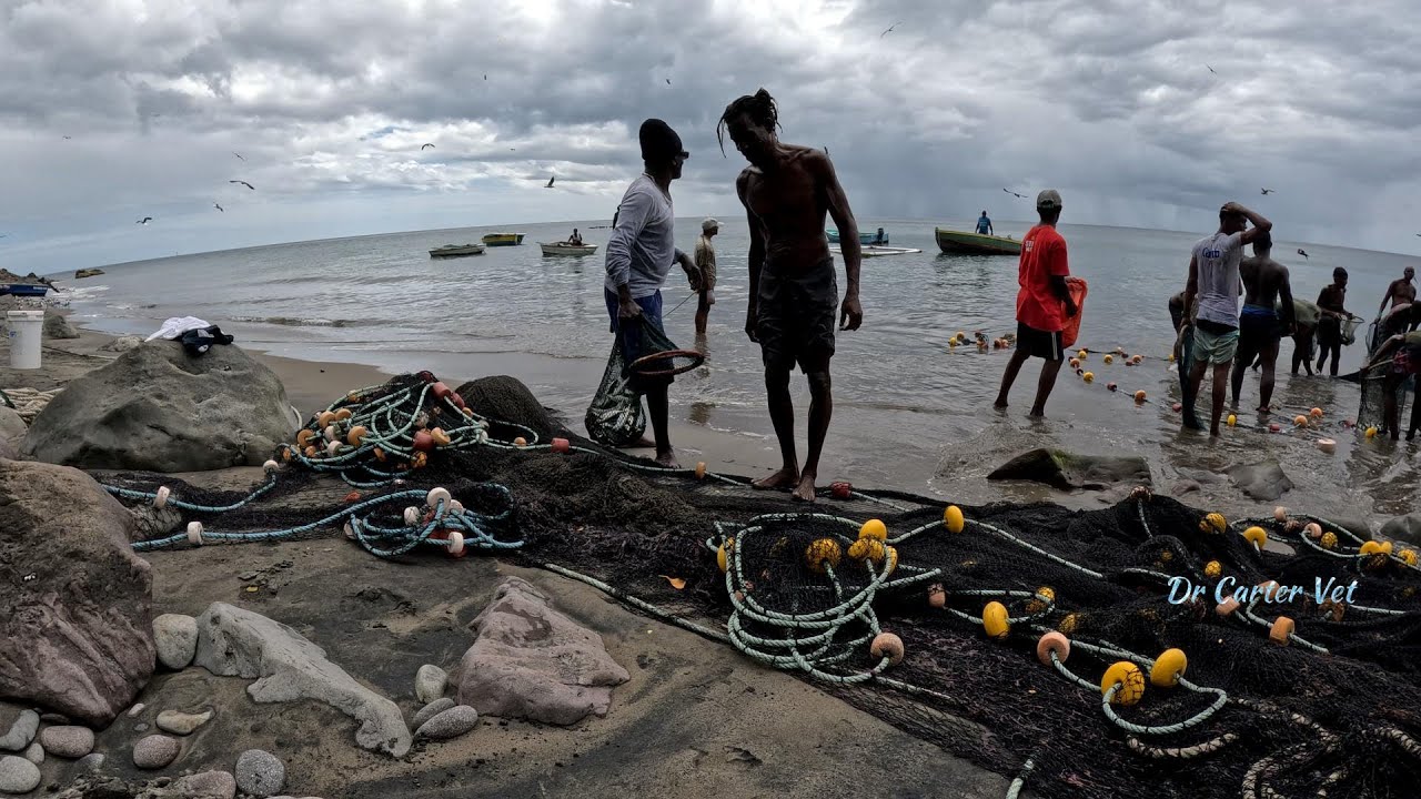 They Caught a lot of Fish |Traditional Net Fishing | Seine Nets # ...