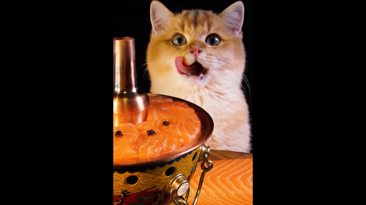 The cat's luxurious dinner. Cats eating funny video, kitten relax.CAT ...