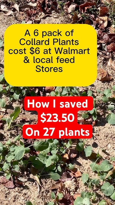 Saving Big Money Gardening This Way Collard Greens #garden #gardening # ...