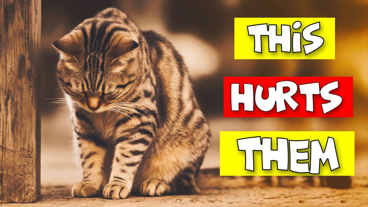 9 Common Things That Hurt Your Cat's Feelings - YouTube