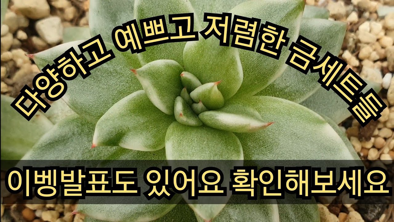 9월 23일 이벵 발표 있어요 와이즈부자재 등 다양하고 예쁜 아이들 그리고 세트까지 있어요 다육 다육이 다육식물
