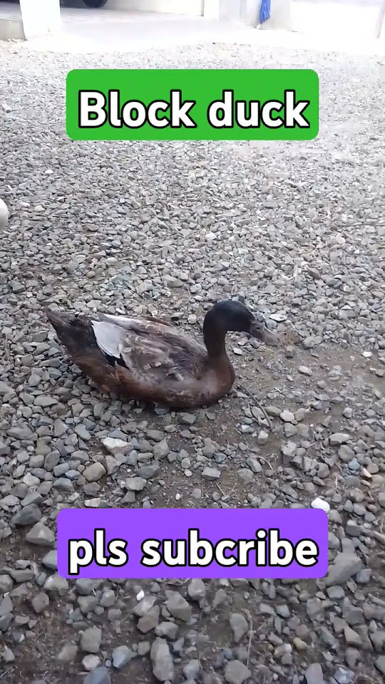 Block duck #youtubeshortvideos - YouTube