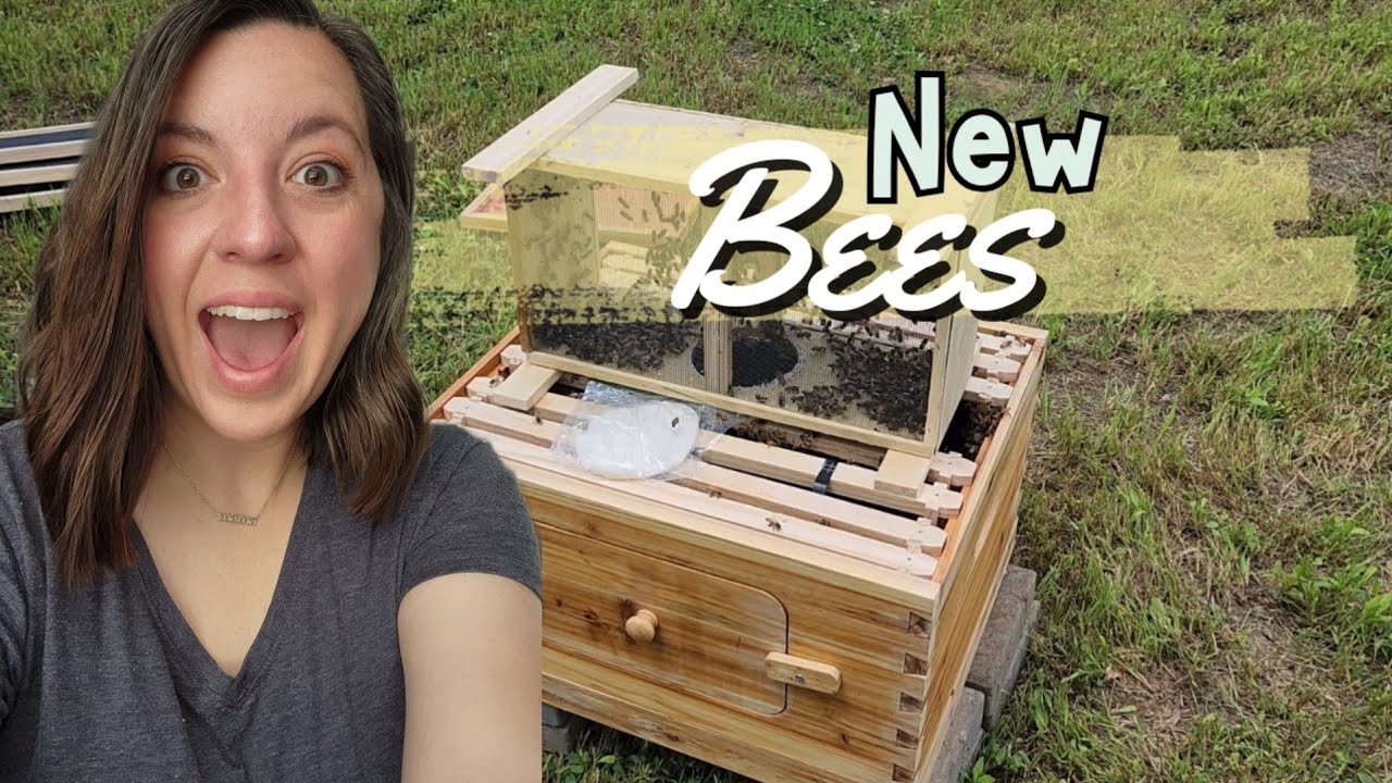 We have HONEY BEES! 🐝 | Installing a new bee package | Vlog - YouTube