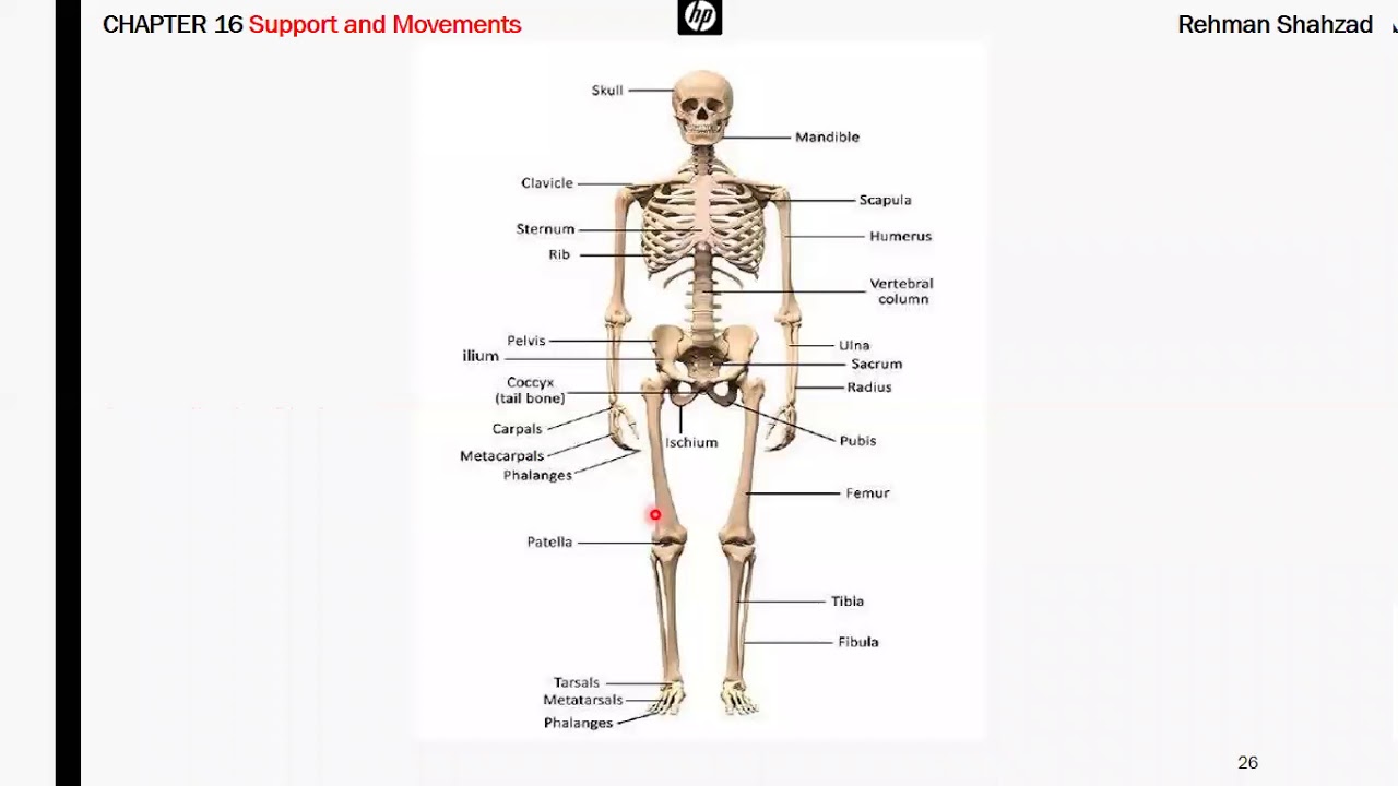 2nd year Bio lect 10-07-2020 - YouTube