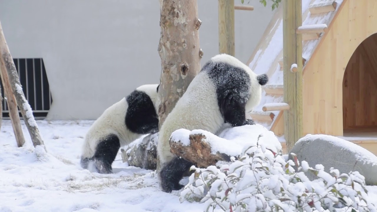 Pandas Playing In Snow #Panda&Youth - YouTube