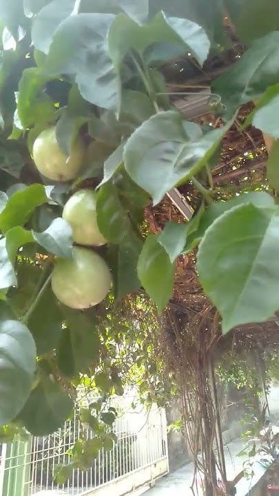 ternyata pohon markisa itu begini yaaa - YouTube