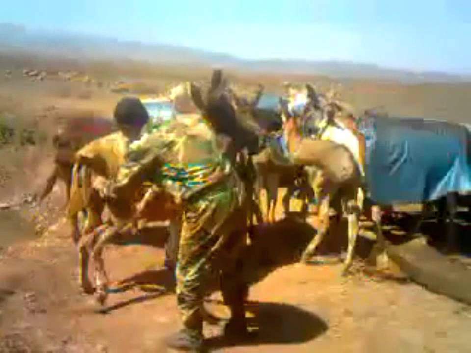 Syrian Army shooting at a herd of donkeys! Syrian Revolution 2011 - YouTube