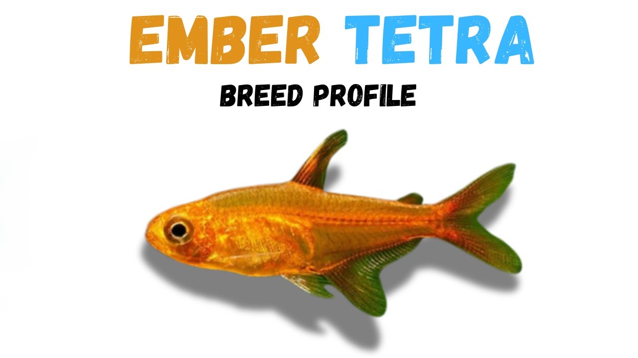 Ember Tetra Fish Breed Profile - Growth - Lifespan - Price ...