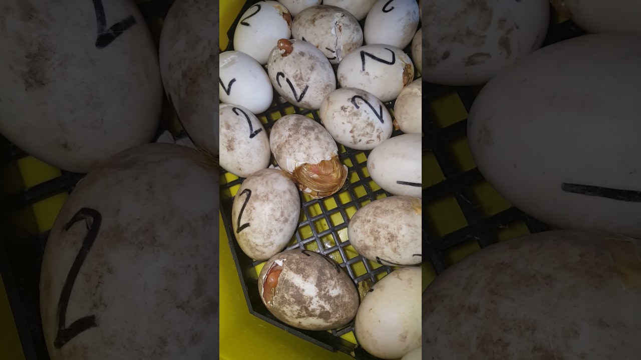 Pui de rata iese din ou - YouTube