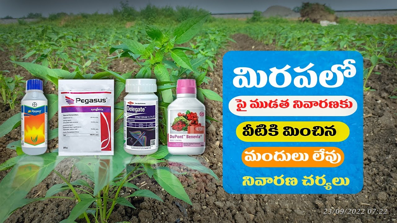 Mirchi lo mudatha nivarana telugu | mirchi lo pai mudatha | Mirchi lo ...