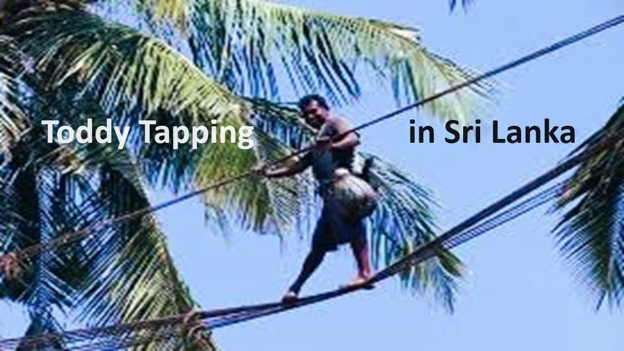 Preserving Tradition: The Toddy Tappers of Sri Lanka Vlog 624 - YouTube
