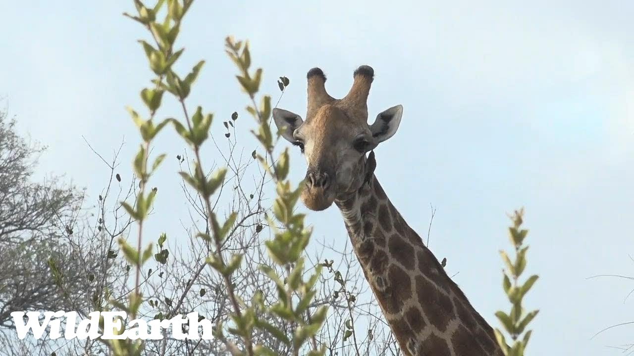 Relaxed Giraffes for Spring - YouTube