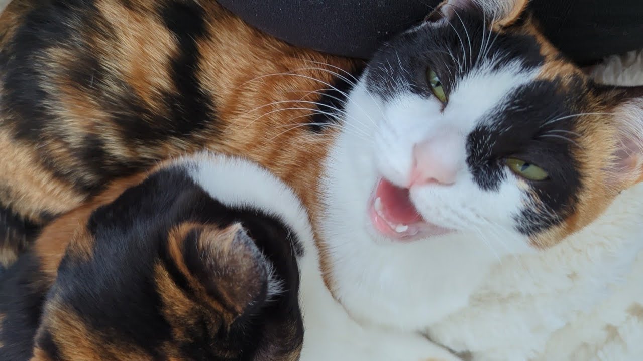 Cat Has Soft, Sweet Little Meow - YouTube