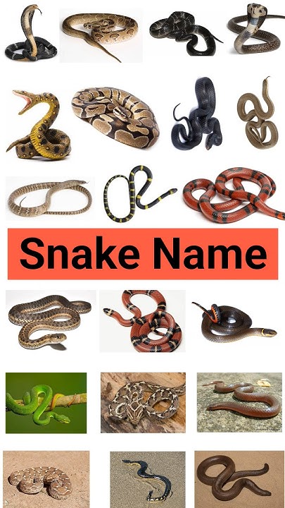 Snakes Vocabulary I Snakes Name In English With Picture I साँपों के नाम ...