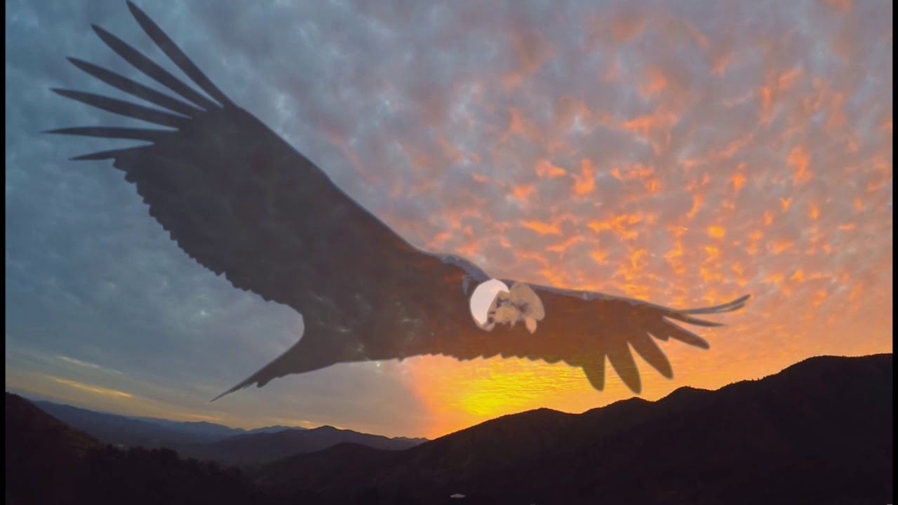 Tata Cóndor Acordes - Chordify